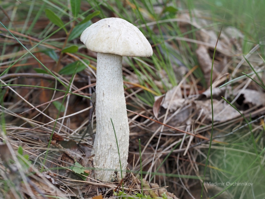 Ghost Bolete from Зеленоградский административный округ, Москва, Россия ...