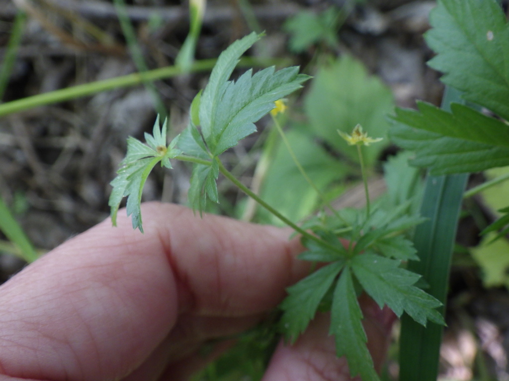 Tormentil from Новгородский р-н, Новгородская обл., Россия on July 30 ...