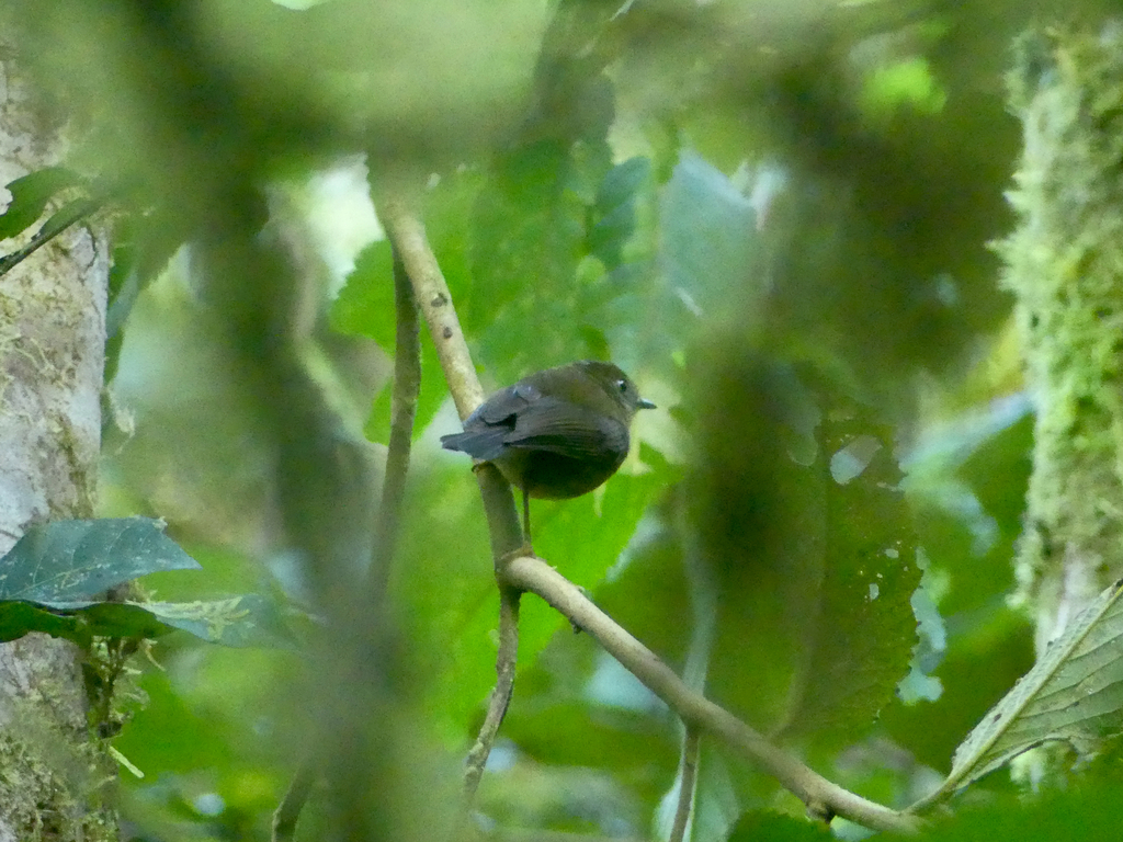 Bronze-olive Pygmy-Tyrant from Leoncio Prado Province, Peru on June 12 ...