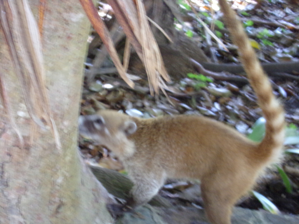 White-nosed Coati from Tulum, Q. Roo., MX on June 30, 2018 at 03:21 PM ...