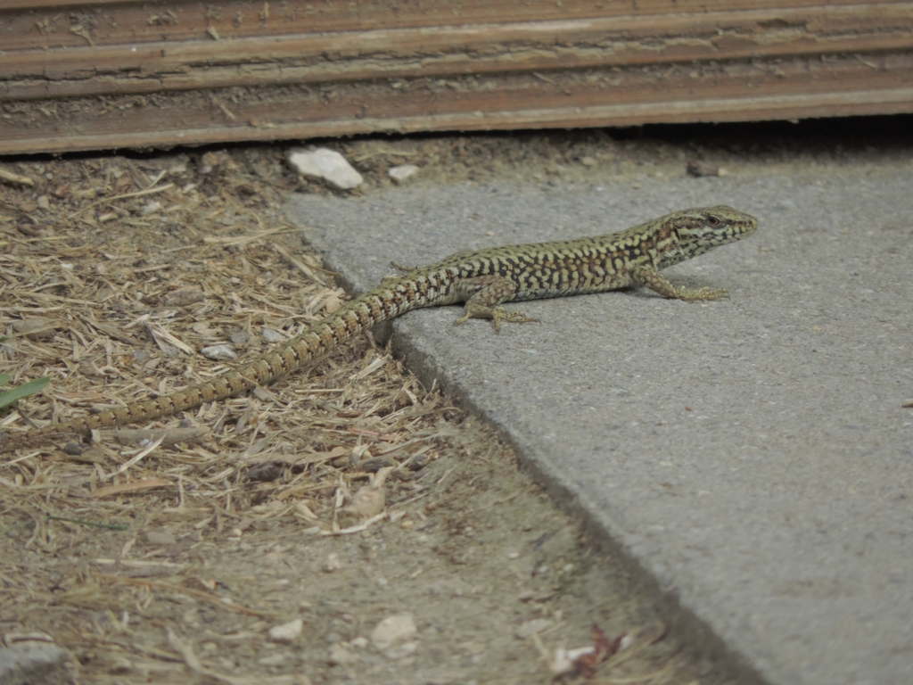 Common Wall Lizard from Mon-Repos, Genève, Switzerland on July 28, 2023 ...