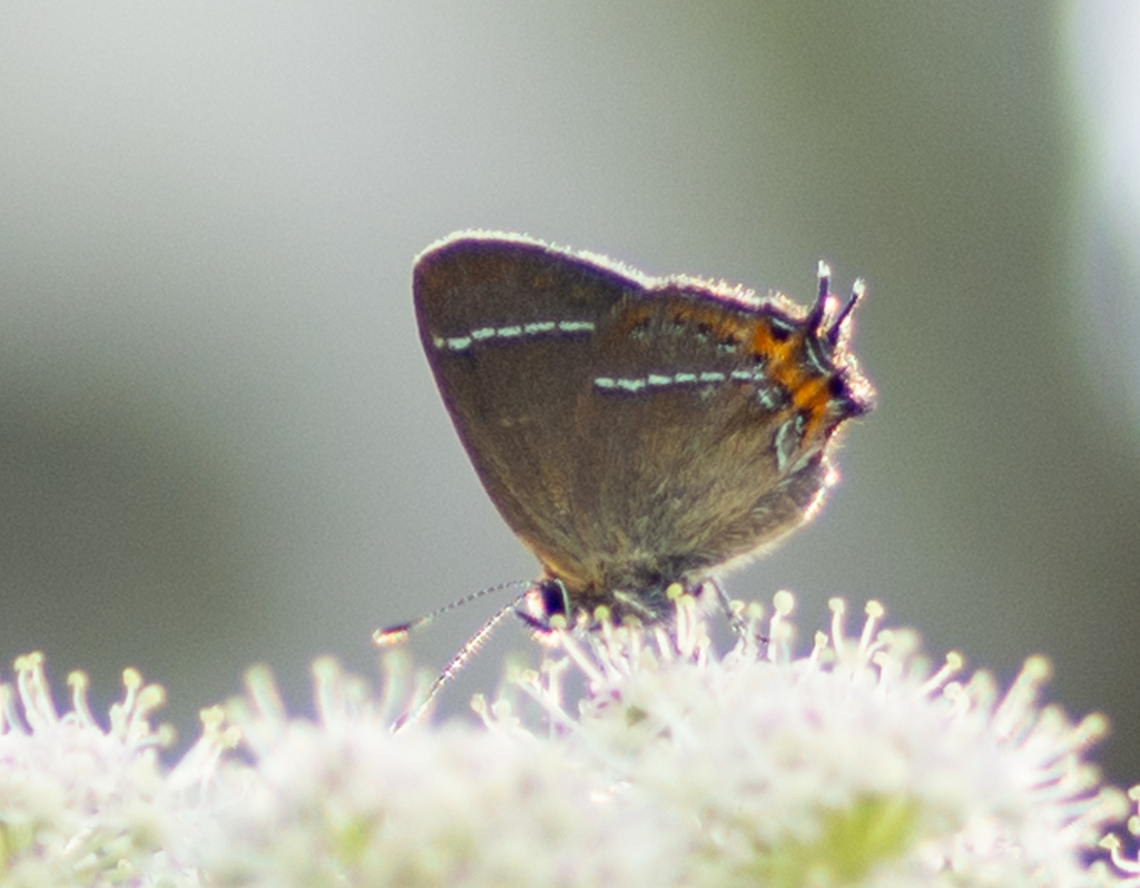 Satyrium prunoides from Змеиногорский р-н, Алтайский край, Россия on ...