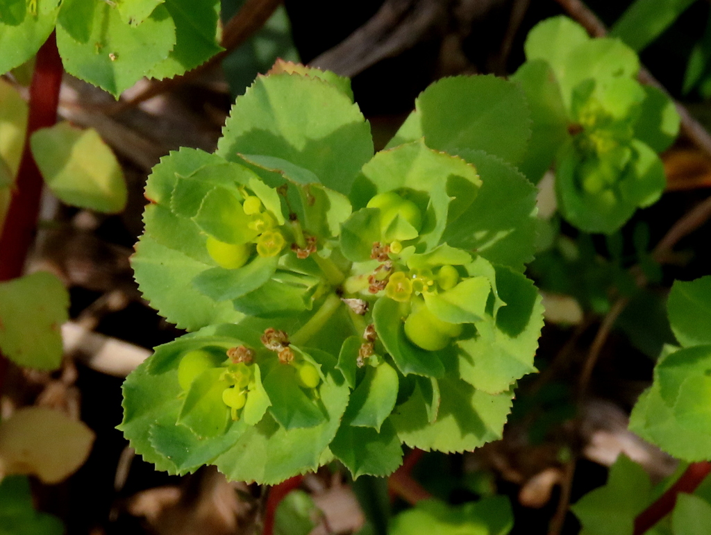 Sun spurge from False Bay Hospital Grounds on July 14, 2023 at 11:19 AM ...