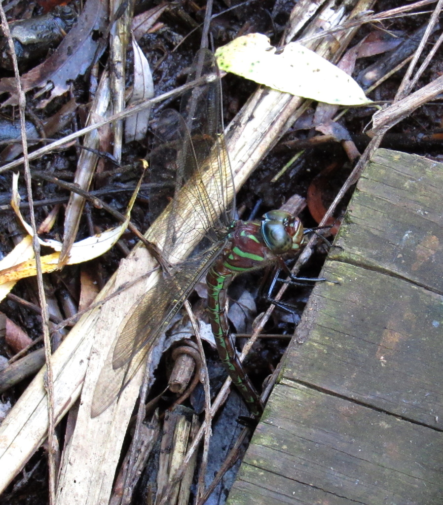 Swamp Darner from Queens, NY, USA on July 29, 2023 at 11:49 AM by Lala ...