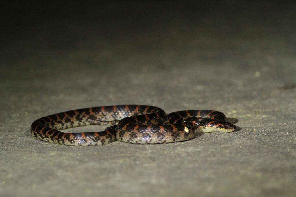 Red-banded Snake from China, Zhe Jiang Sheng, Hang Zhou Shi, Lin An Qu ...