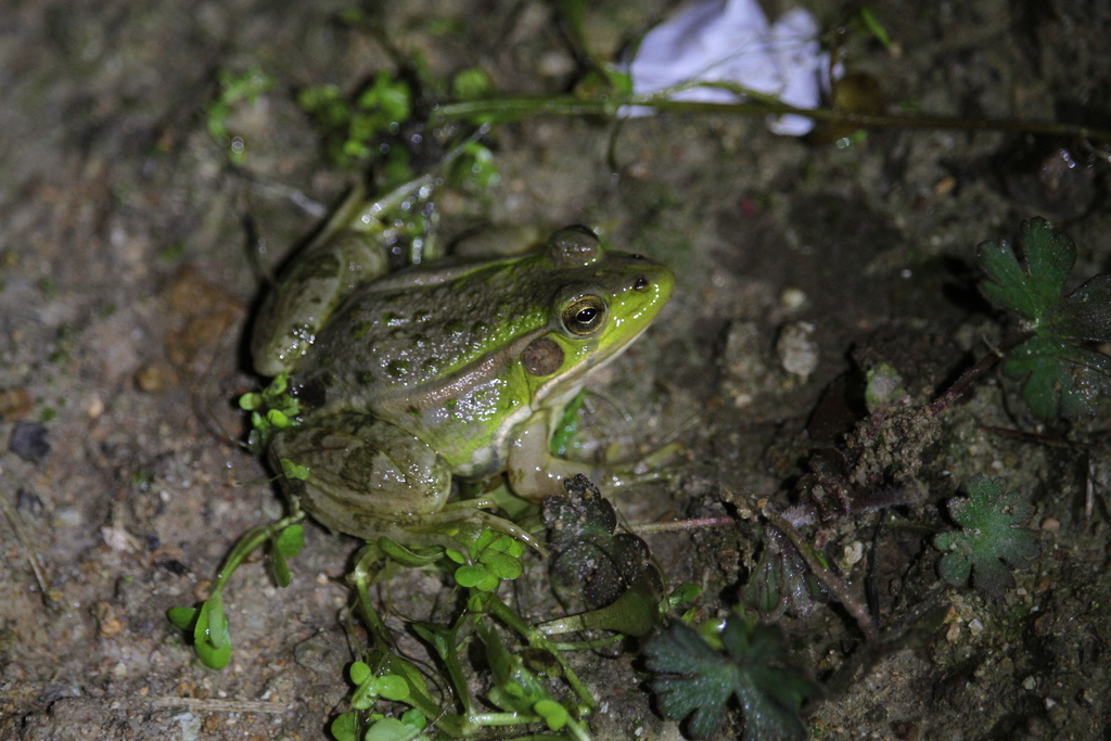 Eastern Golden Frog from China, Zhe Jiang Sheng, Hang Zhou Shi, Lin An ...