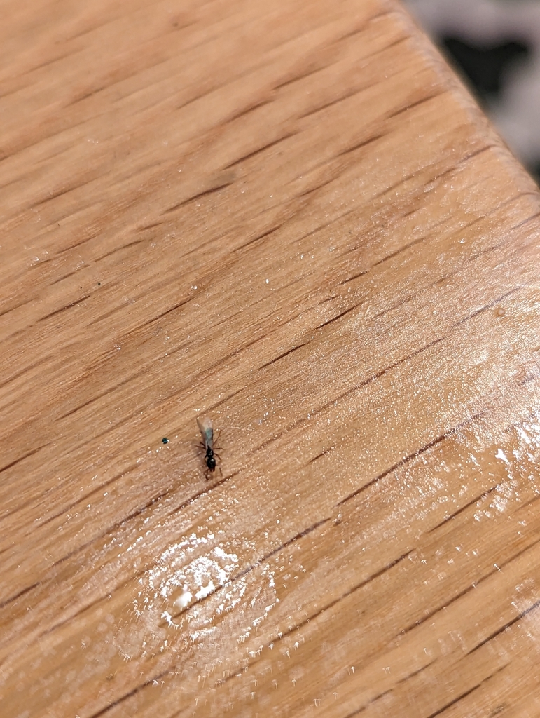 Carpenter Ants, Typical Sugar Ants and Allies from Montreal, QC H2Y 1V2 ...