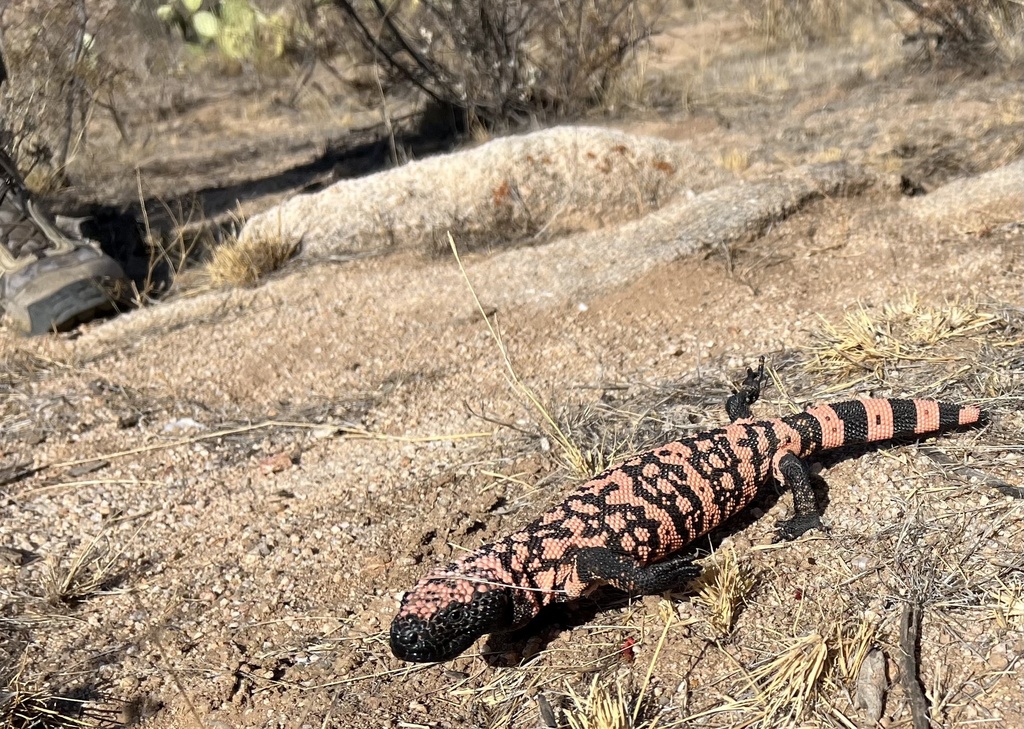 Gila Monster in July 2023 by Brandon Bourassa · iNaturalist