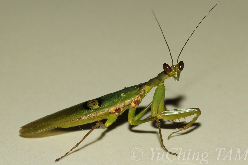 Jeweled Flower Mantis (Mantises of Malaysia,Singapore and Borneo ...