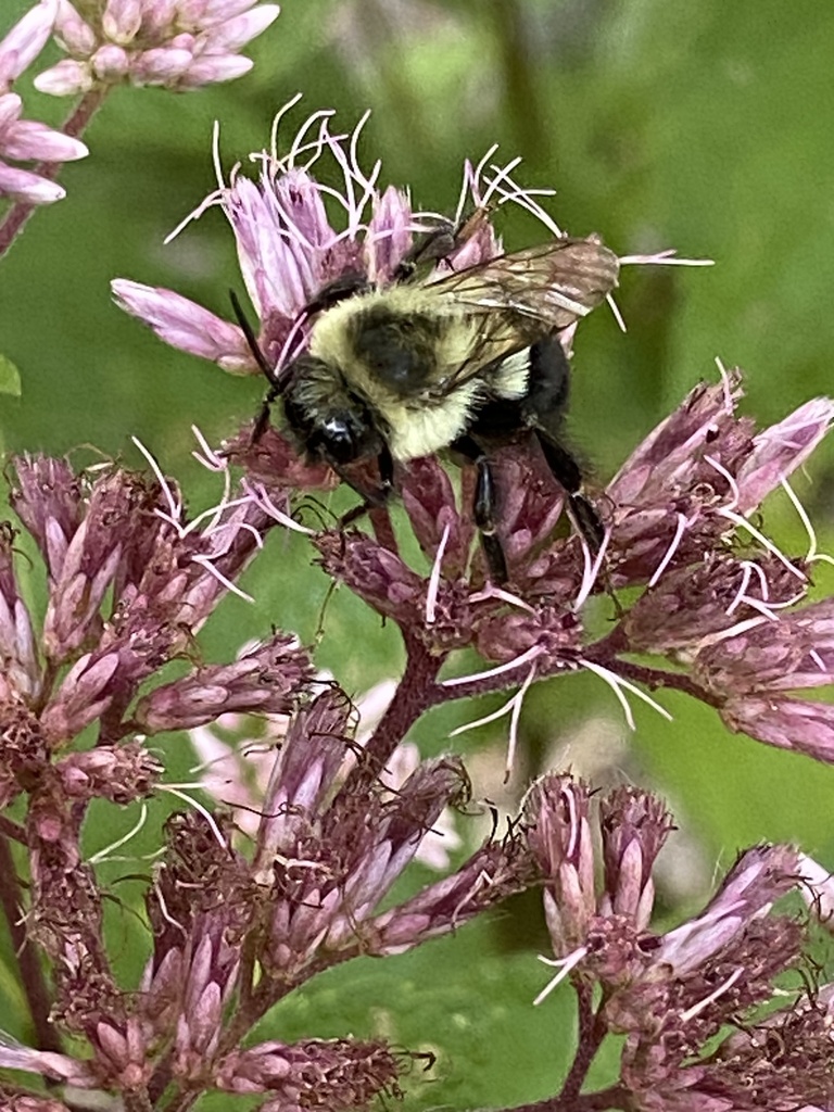 Common Eastern Bumble Bee from Southeast Cir, Hattiesburg, MS, US on ...