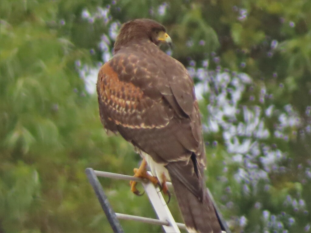 Harris's Hawk from Bosques de Aragon, Nezahualcóyotl, Méx., México on ...