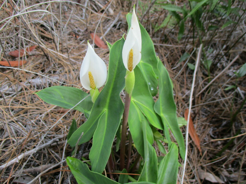 white arrow arum from Polk County, FL, USA on April 30, 2020 at 05:38 ...
