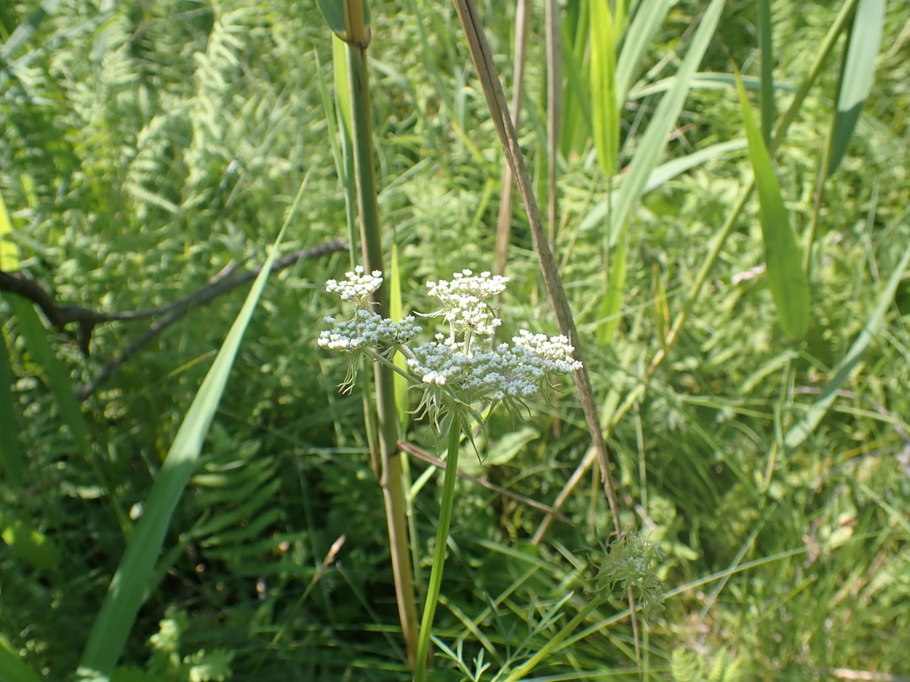 Milk Parsley from Pervomayskiy rayon, Altay, Russia on July 30, 2023 at ...