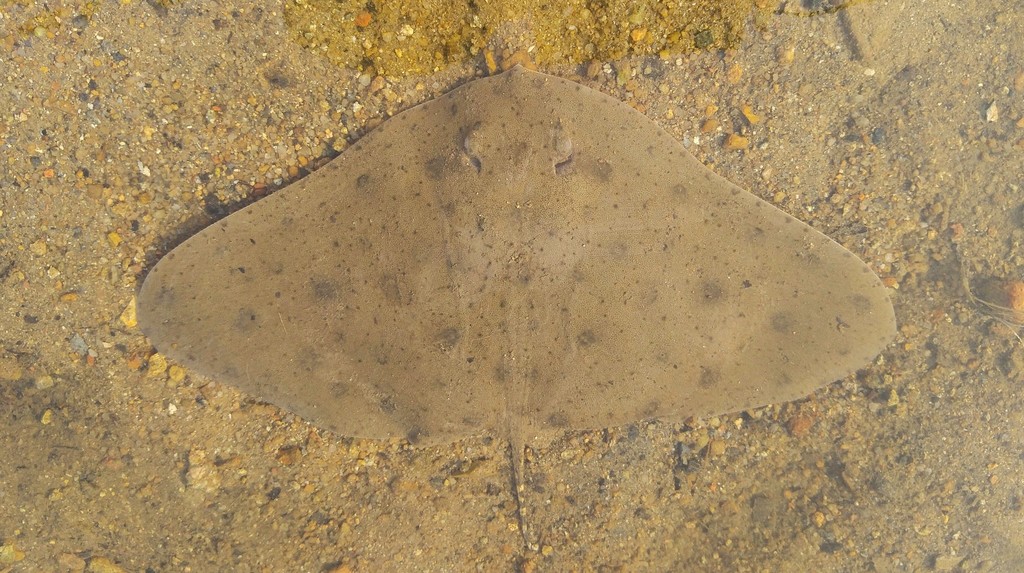 Japanese Butterfly Ray (Gymnura japonica) - Marine Life Identification