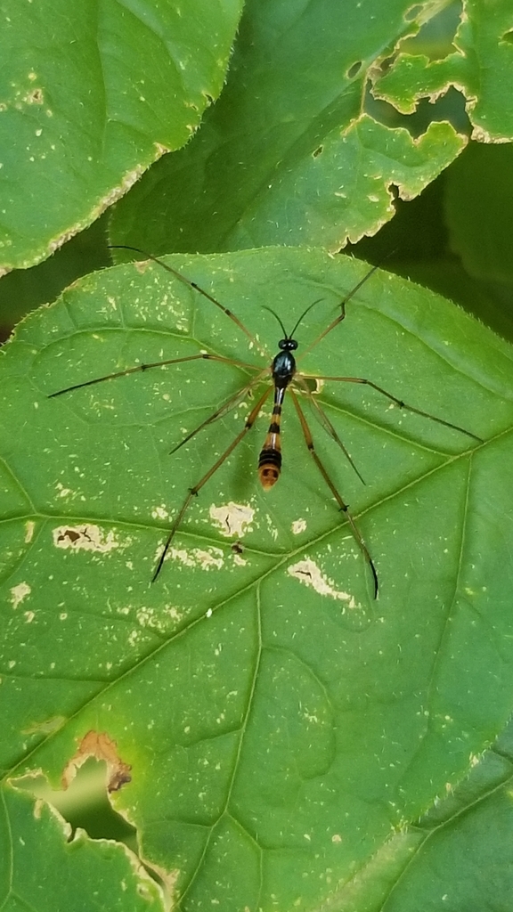 Ptychoptera from Montebello, NY 10901, USA on July 30, 2023 at 03:17 PM ...