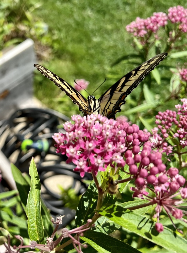 Eastern Tiger Swallowtail from Seventh Ave SE, Rochester, MN, US on ...