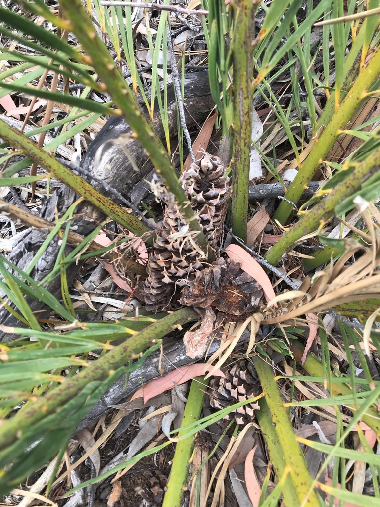 (Macrozamia polymorpha) - Botanical Realm