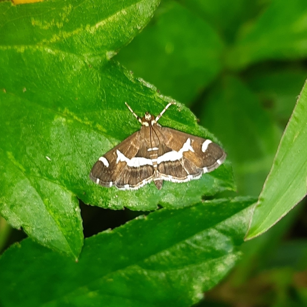Hawaiian Beet Webworm Moth from Varappetty on July 30, 2023 at 01:06 PM ...