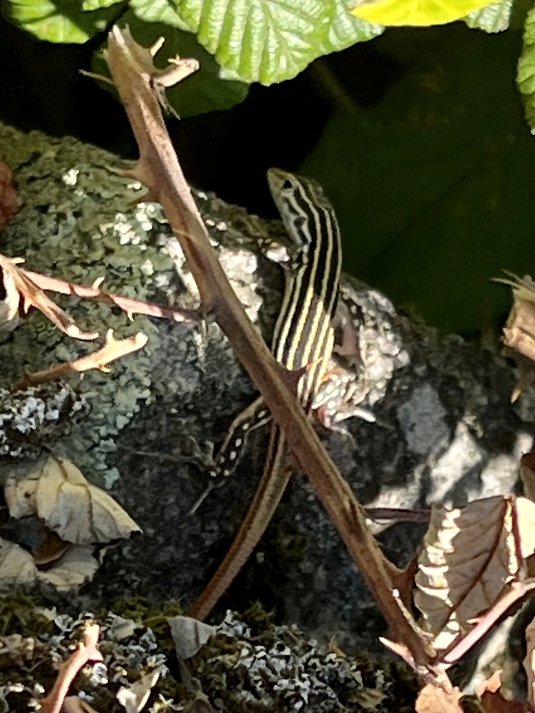 Spiny-footed Lizard from Serra de São Mamede Natural Park, Santo ...
