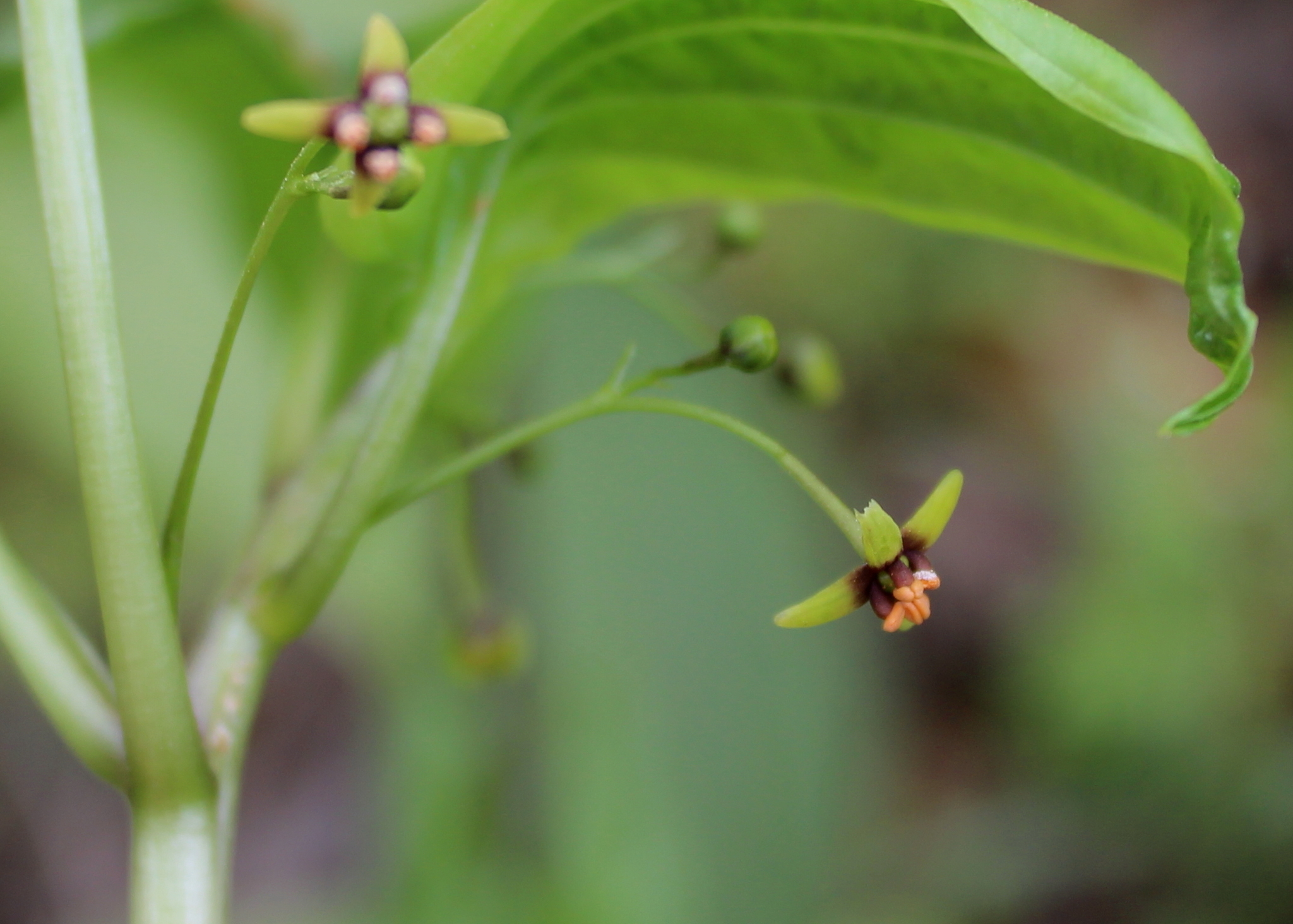 Croomia pauciflora (Nutt.) Torr.