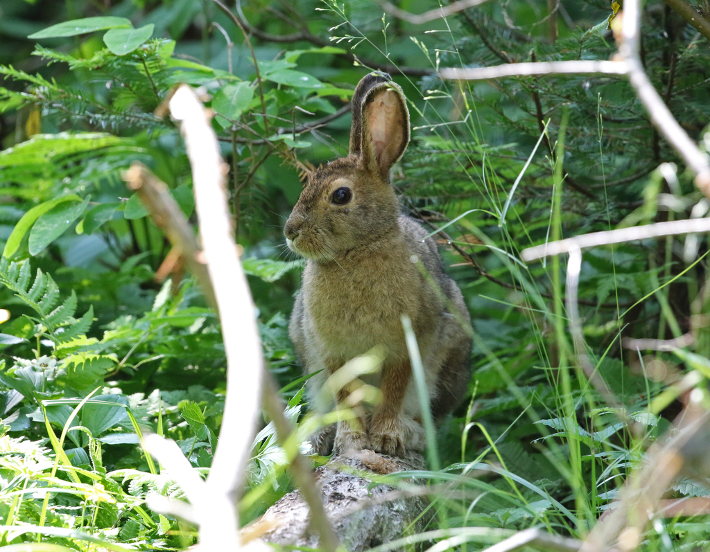 Snowshoe Hare from Keweenaw County, MI, USA on June 30, 2023 at 09:15 ...