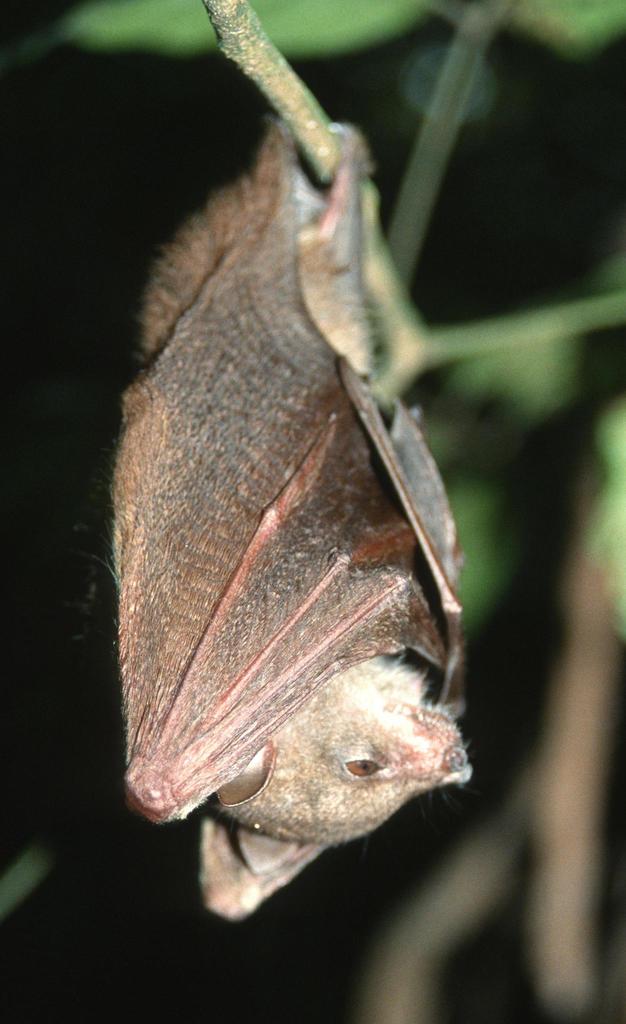 Philippine Pygmy Fruit Bat from Sunog, Balamban, Cebu, Philippinen on ...