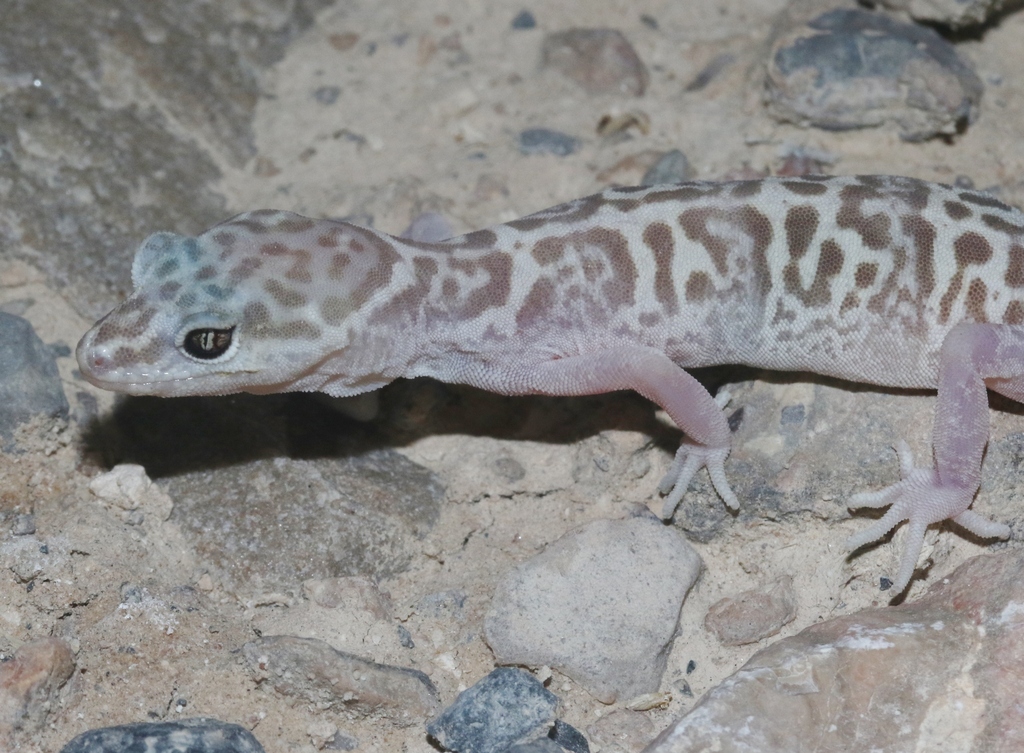 Western Banded Gecko from Nye County, NV, USA on July 16, 2023 at 01:06 ...