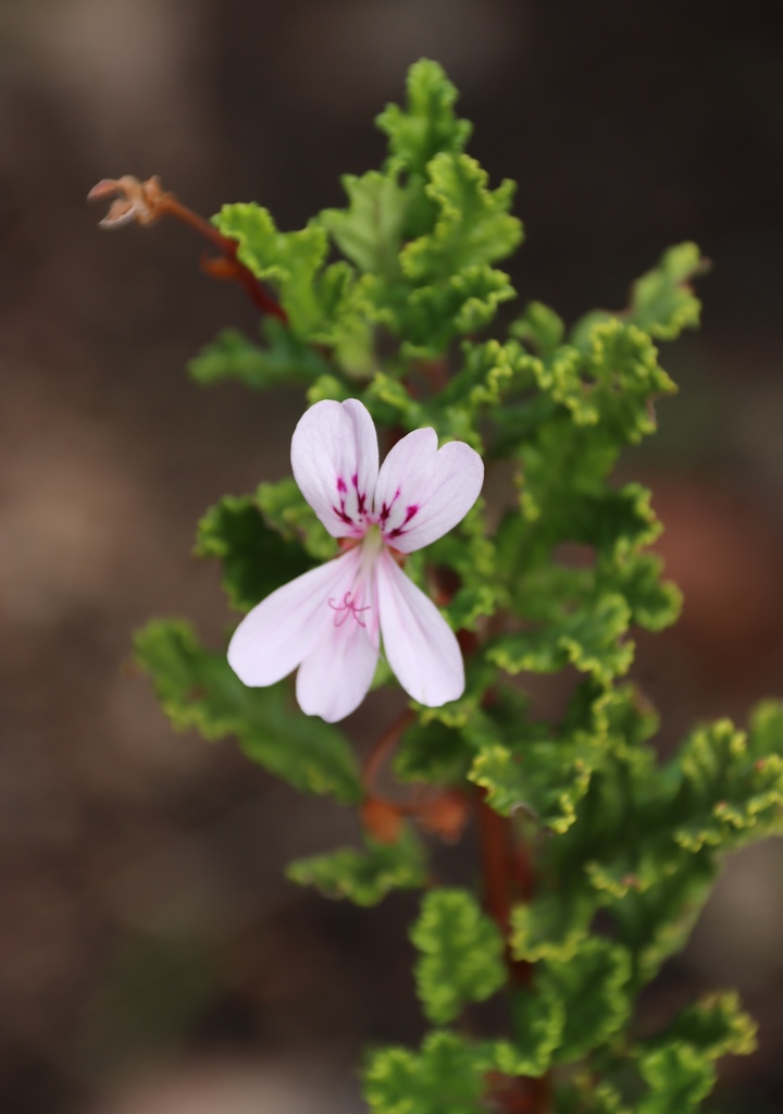 Oak-leaved geranium from uppermost Cedar Falls trail, Riet River, s of ...