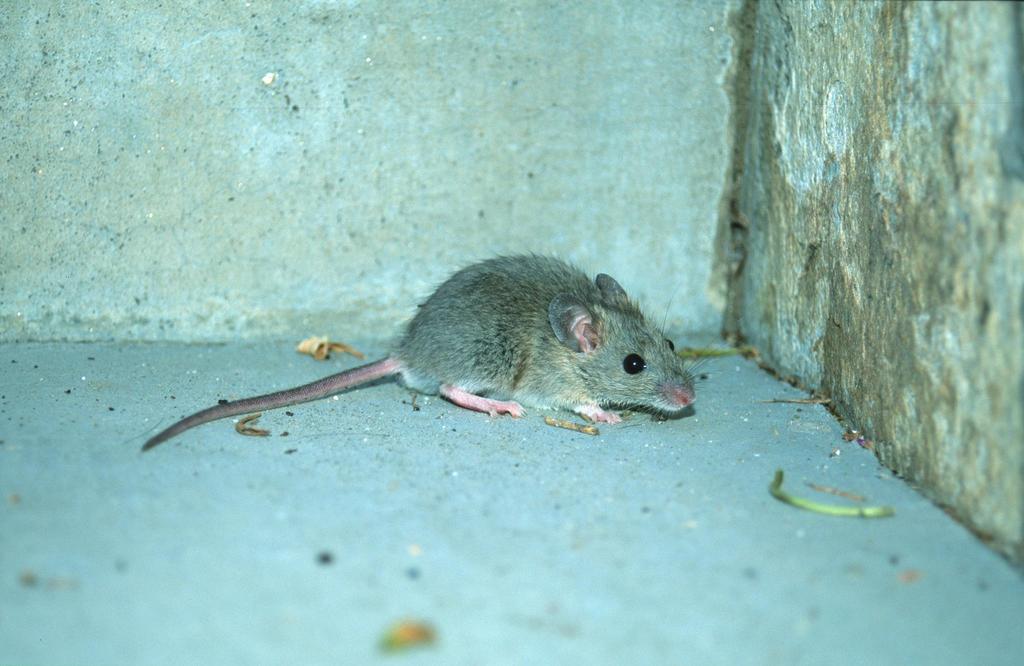 pygmy rock mouse from Otjozondjupa, Namibia on February 15, 2002 at 07: ...