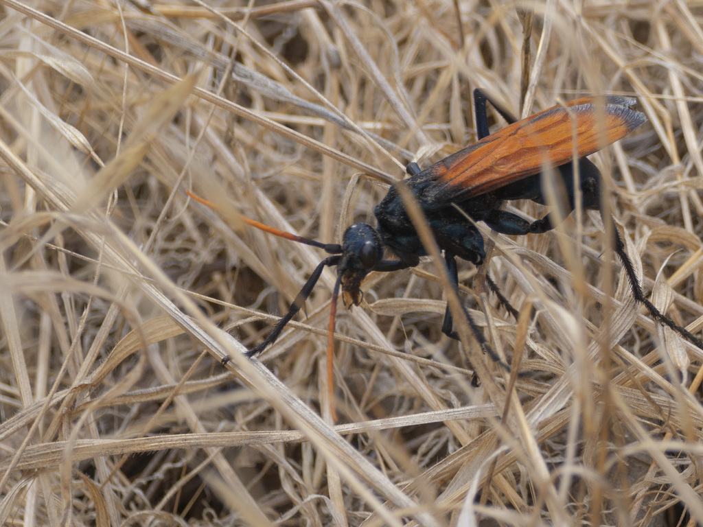 Milde's Tarantula-hawk Wasp from San Diego, CA, USA on July 30, 2023 at ...