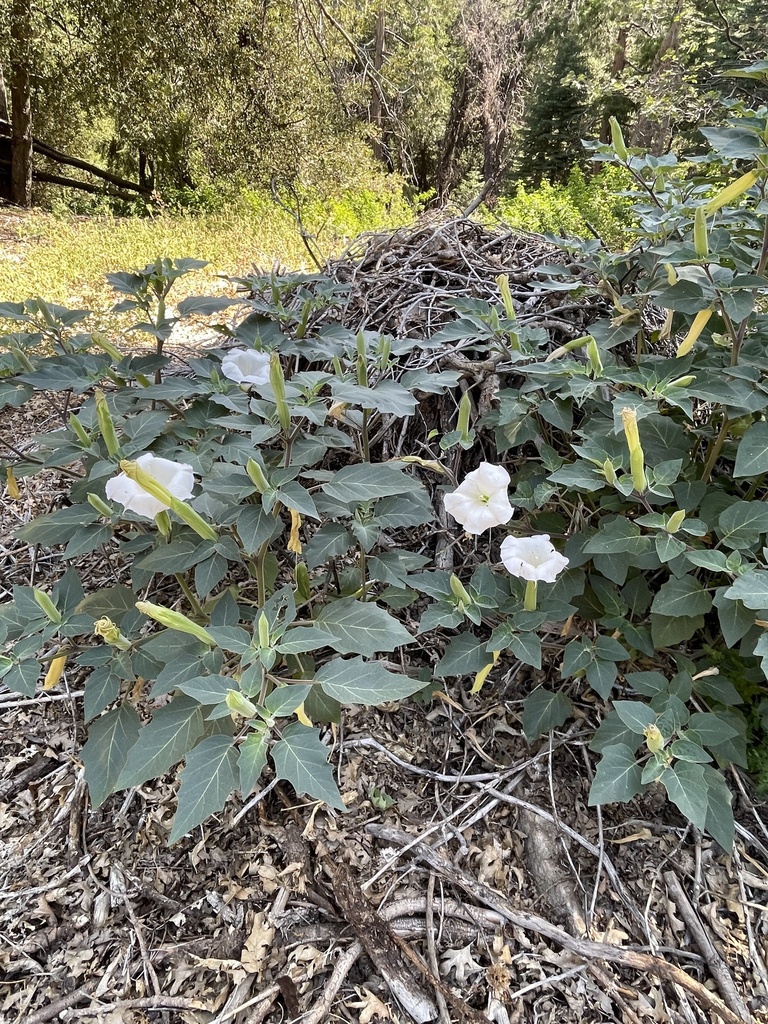 Sacred Datura from Cleveland National Forest, Pauma Valley, CA, US on ...