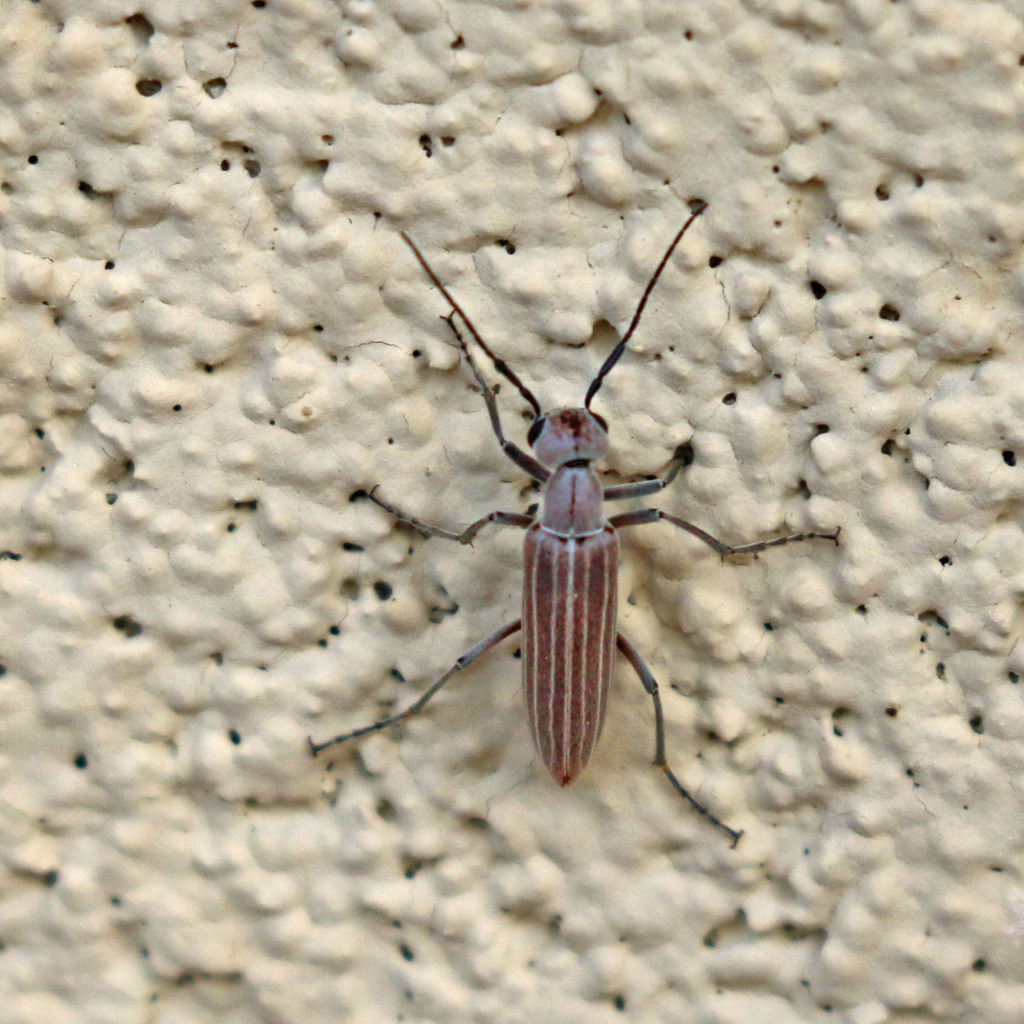 Thin-lined Blister Beetle from Canoa Ranch, AZ, USA on July 29, 2023 at ...