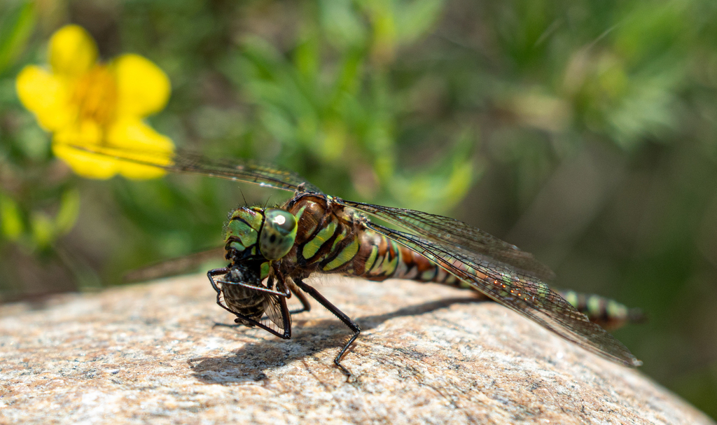 Sedge Darner from Kenora, CA-ON, CA on July 3, 2023 at 04:52 PM by ...