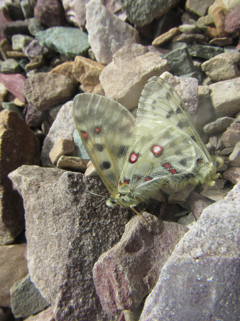 Rocky Mountain Parnassian from Glacier County, MT, USA on July 29, 2023 ...