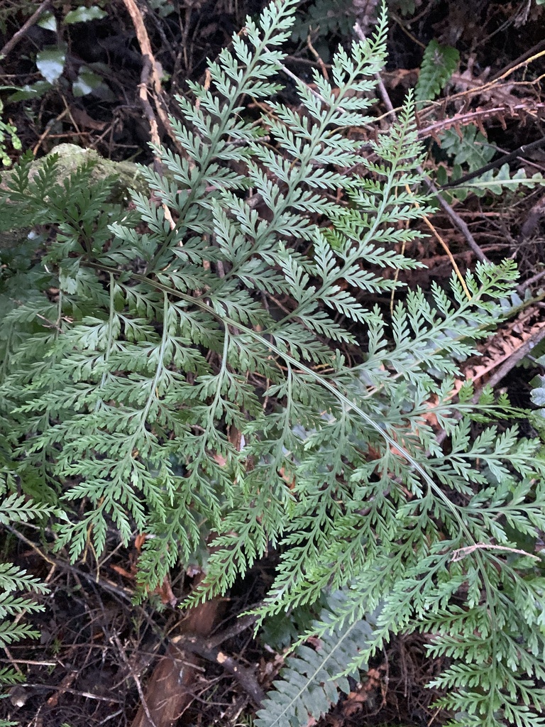 hen and chickens fern from Te Waipounamu/South Island, Tai Tapu ...