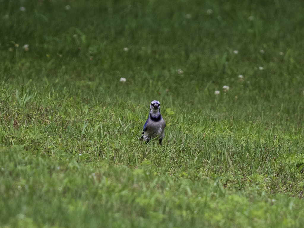 Blue Jay from Columbia County, NY, USA on June 28, 2023 at 10:03 AM by ...