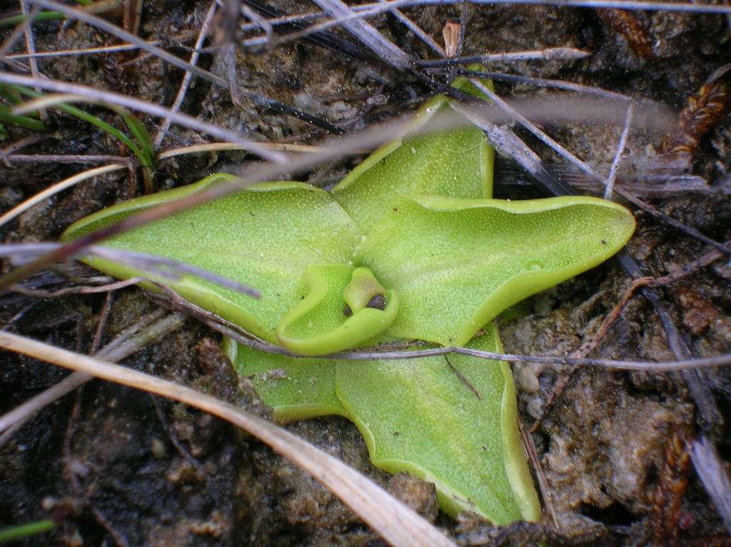 Common Butterwort from Гатчинский р-н, Ленинградская обл., Россия on ...