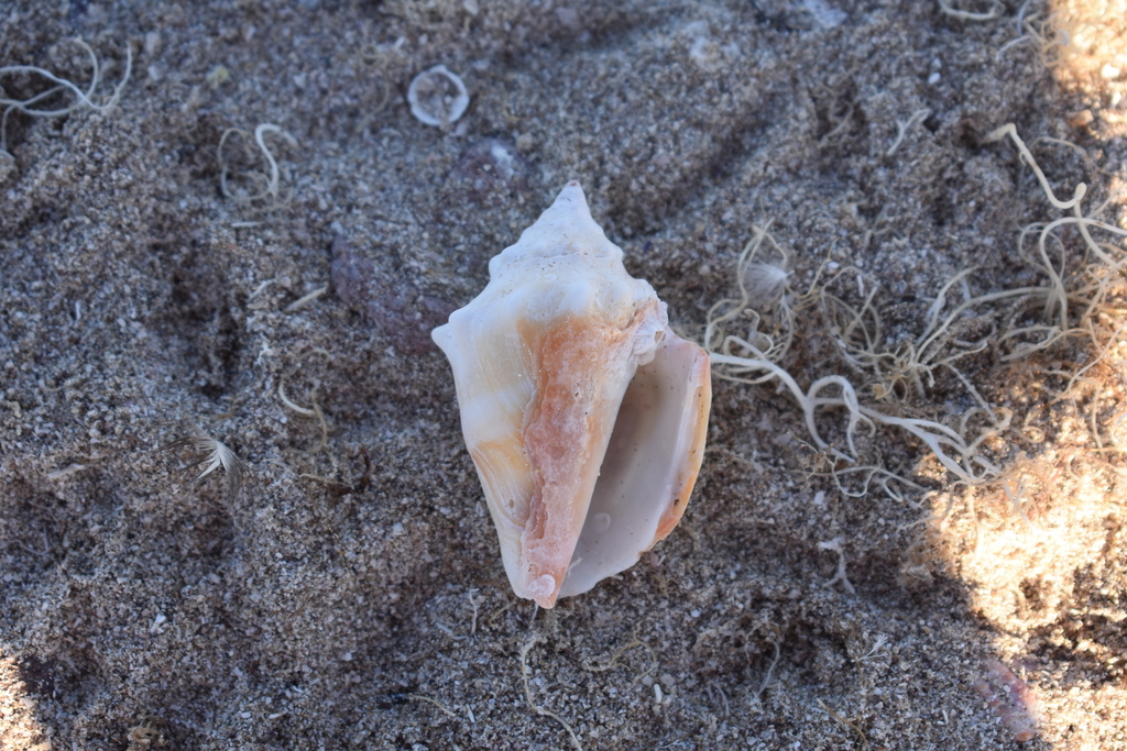 Eastern Pacific fighting conch from Isla Alcatraz, Sonora, México on ...