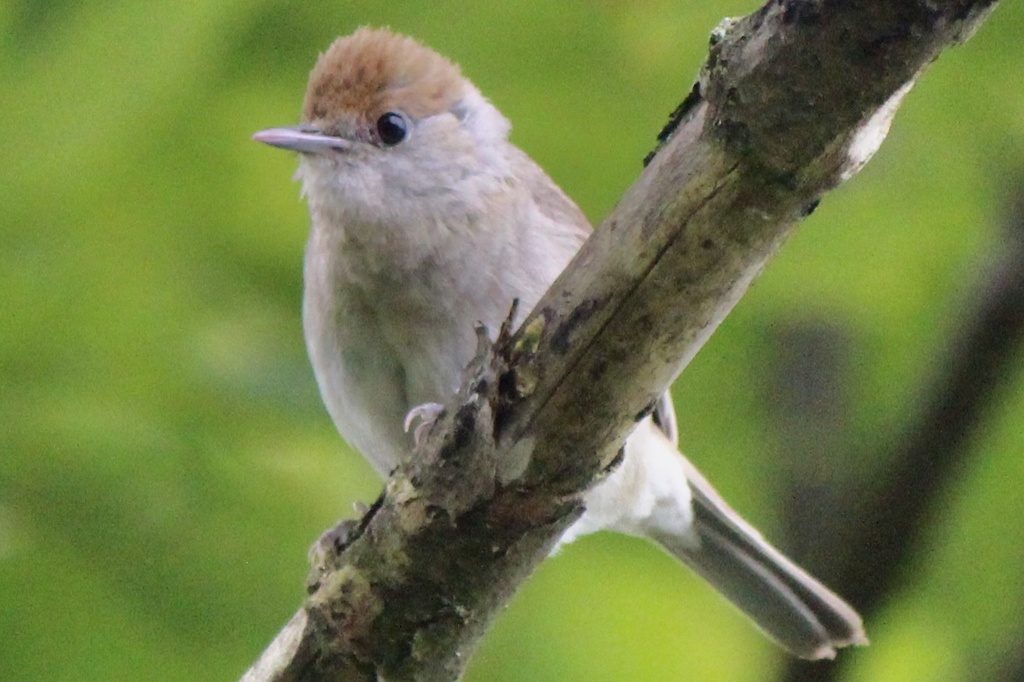 Eurasian Blackcap from Süd, Rosenheim, Bavaria, DE on July 30, 2023 at ...