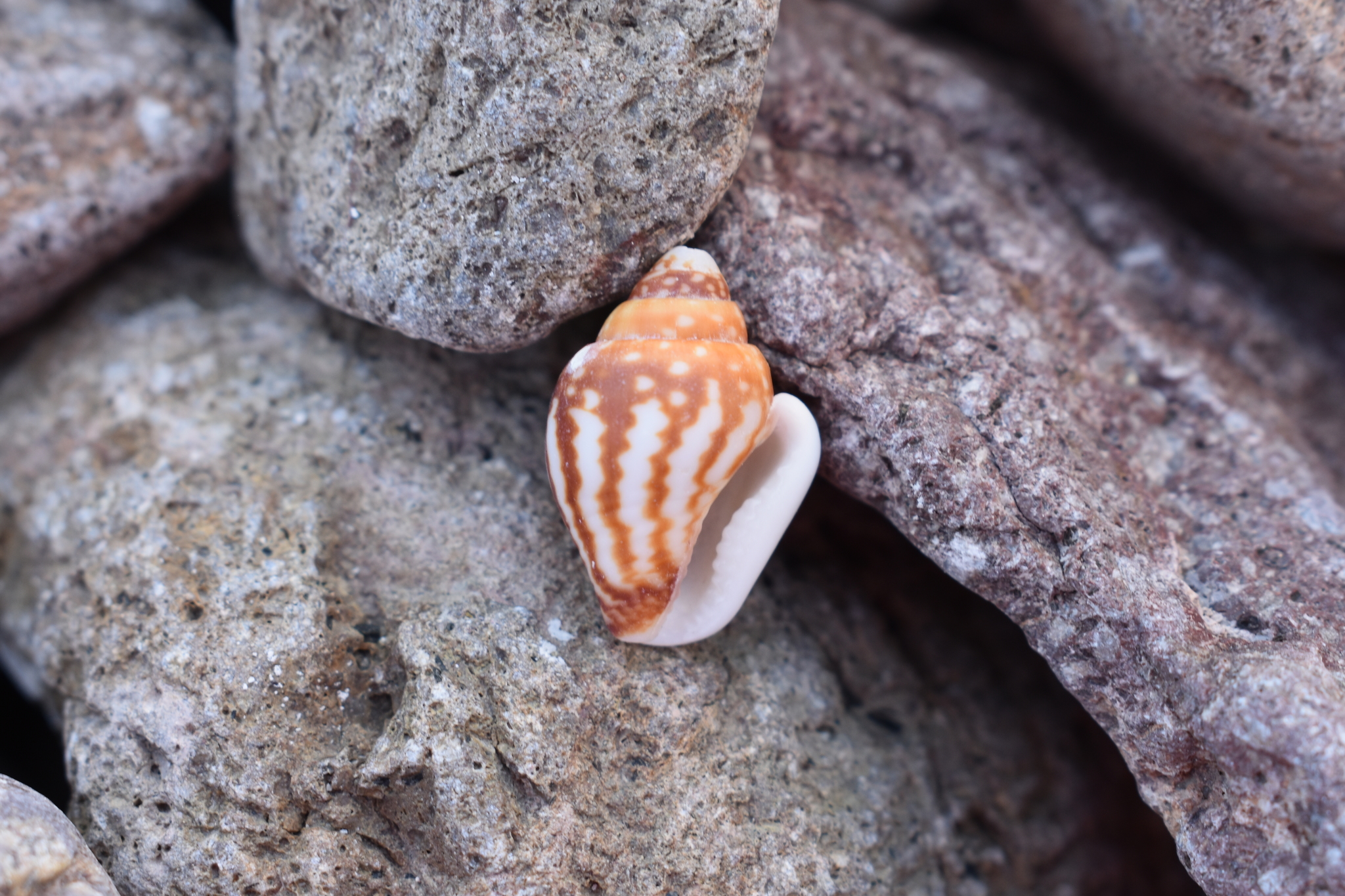 Columbella strombiformis Lamarck, 1822