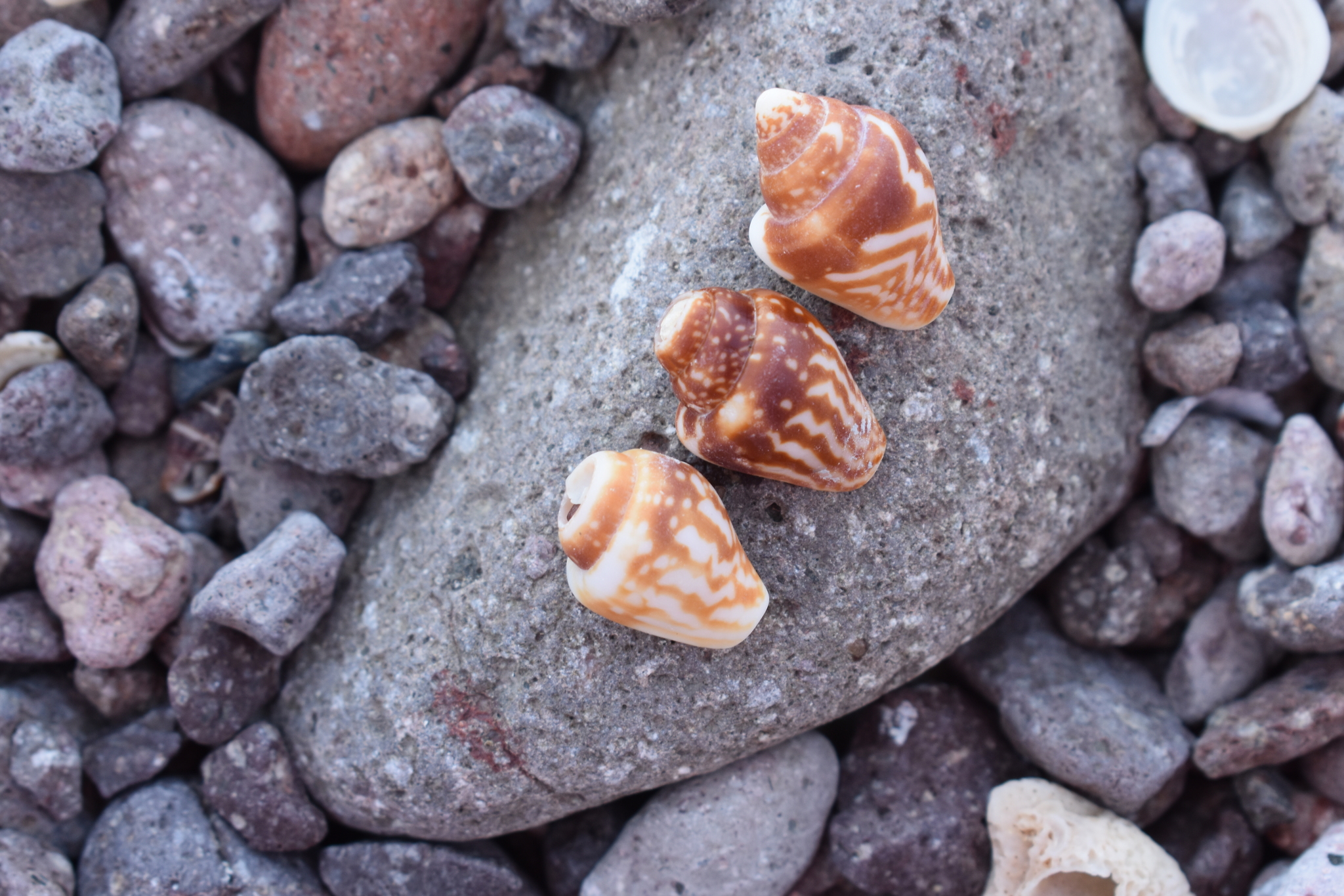 Columbella strombiformis Lamarck, 1822