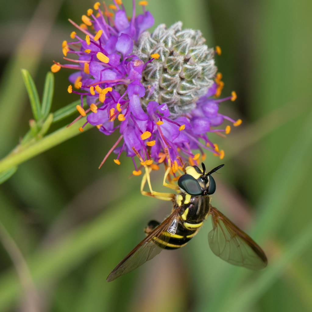 Broad-banded Meadow Fly from Hennepin County, MN, USA on July 30, 2023 ...