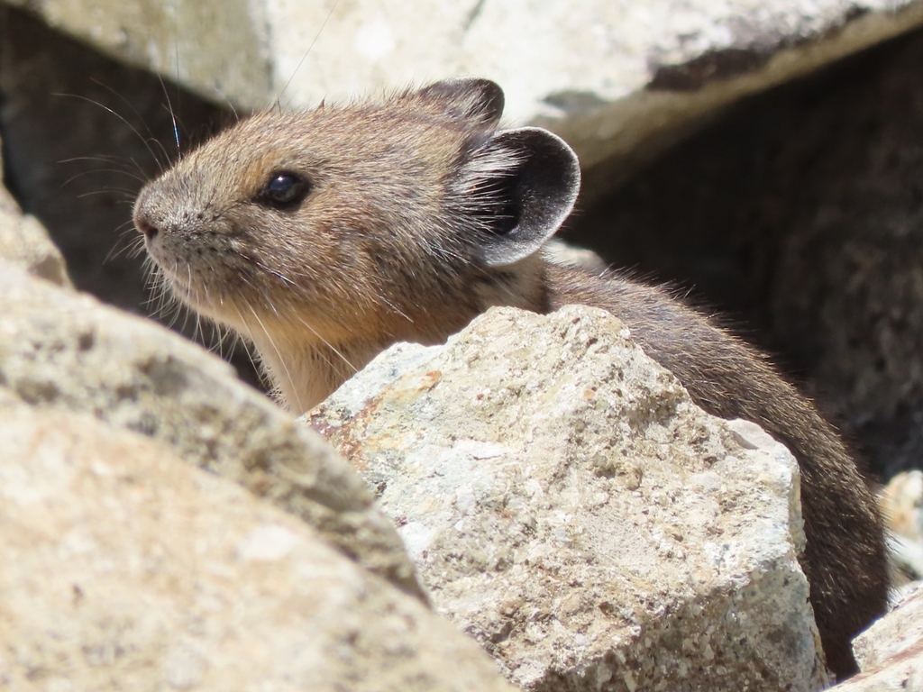 American Pika from North Bend, WA 98045, USA on July 27, 2023 at 02:19 ...