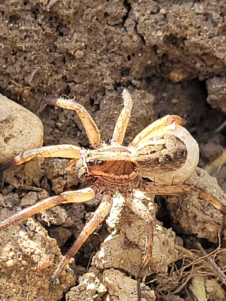 Brush-legged Spiders from Anderson, IN 46013, USA on July 30, 2023 at ...