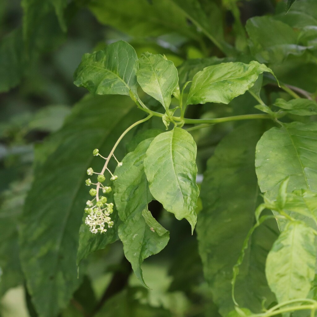 Pokeweed mosaic virus from Windsor, CT, USA on July 30, 2023 at 01:50 ...