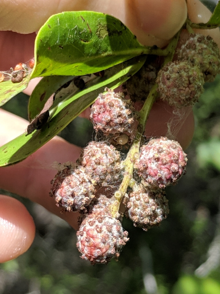 Green Buttonwood from 5 Wildlife Dr, Sanibel, FL 33957, USA on December ...
