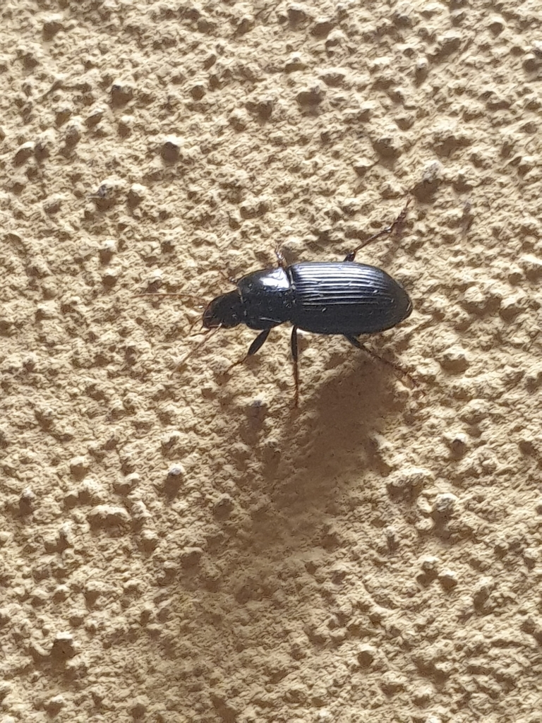 Anisodactylus binotatus from Verona, Veneto, IT on July 30, 2023 at 10: ...