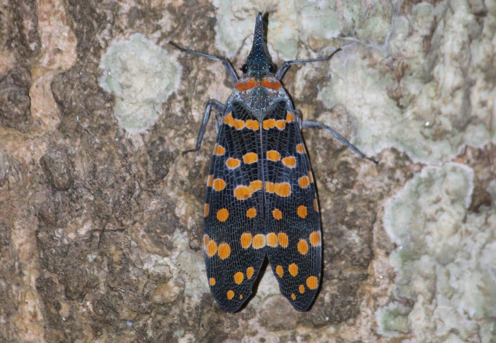 Pyrops maculatus delessertii (Asian Lanternflies: the genus Pyrops ...
