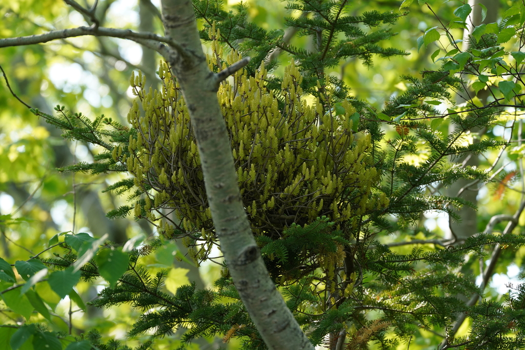 fir broom rust from Tracadie, NB, Canada on June 11, 2023 at 05:29 PM ...