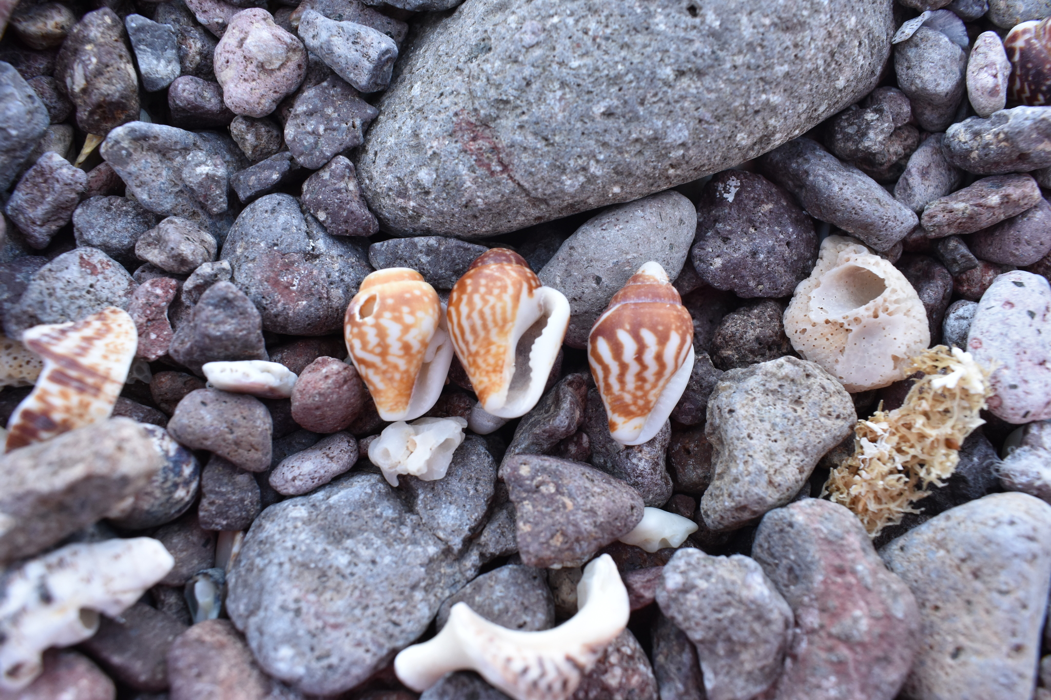 Columbella strombiformis Lamarck, 1822